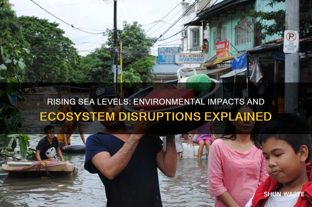 Rising Sea Levels: Environmental Impacts And Ecosystem Disruptions ...