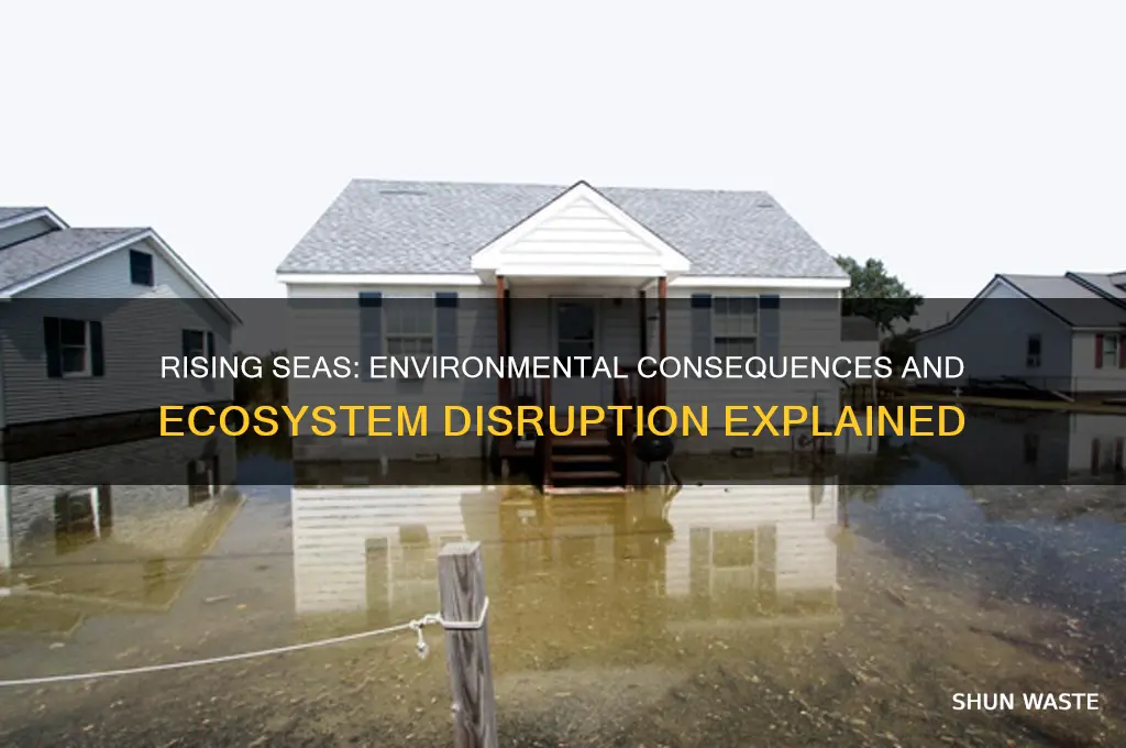 Rising Seas: Environmental Consequences And Ecosystem Disruption ...