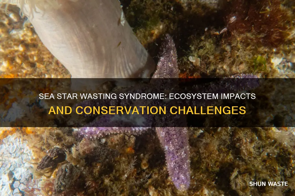 Sea Star Wasting Syndrome: Ecosystem Impacts And Conservation ...