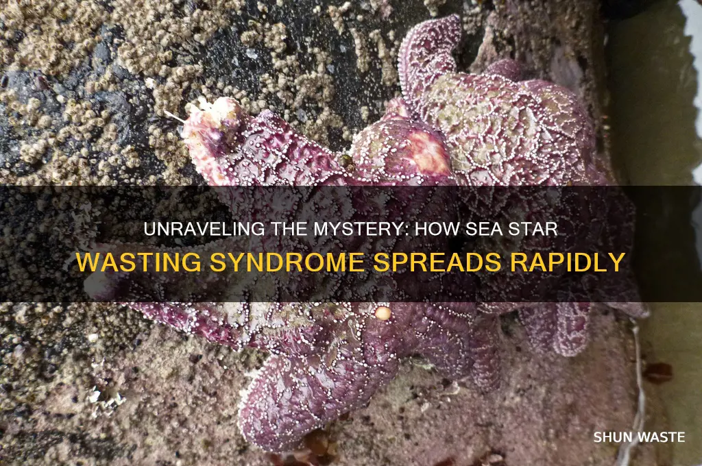 Unraveling The Mystery: How Sea Star Wasting Syndrome Spreads Rapidly ...
