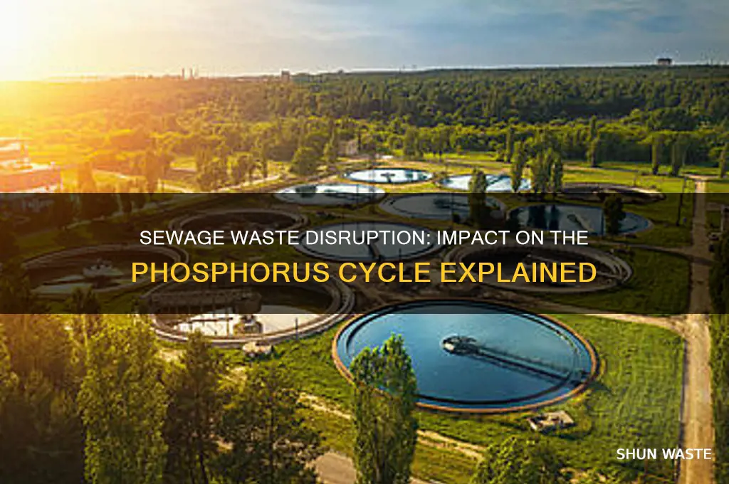Sewage Waste Disruption: Impact On The Phosphorus Cycle Explained ...