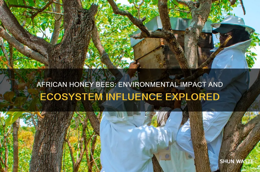 African Honey Bees: Environmental Impact And Ecosystem Influence ...