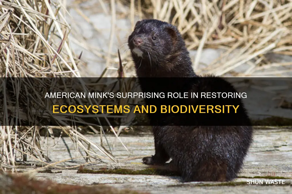 American Mink's Surprising Role In Restoring Ecosystems And ...