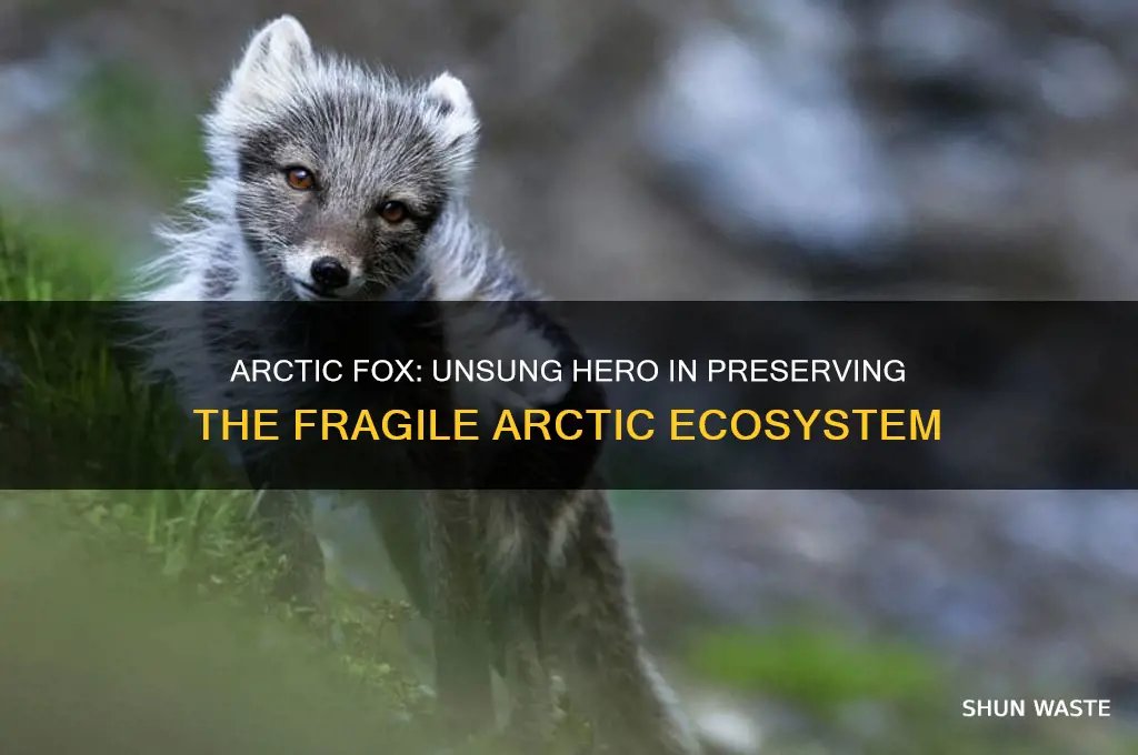 Arctic Fox: Unsung Hero In Preserving The Fragile Arctic Ecosystem ...