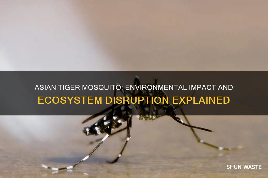 Asian Tiger Mosquito: Environmental Impact And Ecosystem Disruption ...