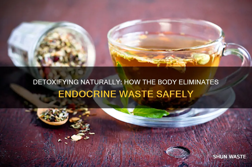 Detoxifying Naturally: How The Body Eliminates Endocrine Waste Safely ...