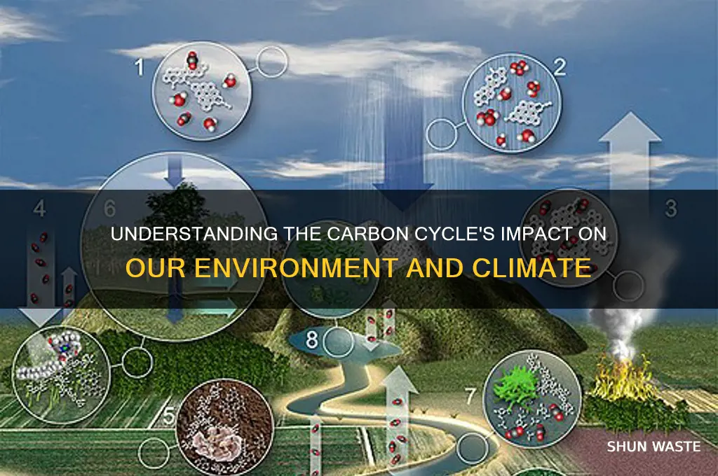Understanding The Carbon Cycle's Impact On Our Environment And Climate ...