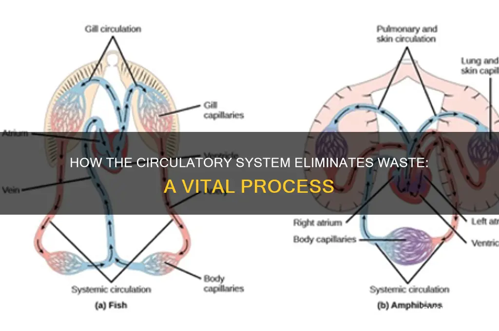 How The Circulatory System Eliminates Waste: A Vital Process | ShunWaste