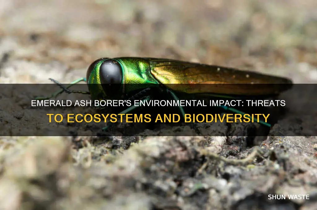 Emerald Ash Borer's Environmental Impact: Threats To Ecosystems And ...