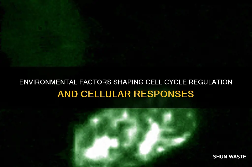 Environmental Factors Shaping Cell Cycle Regulation And Cellular ...