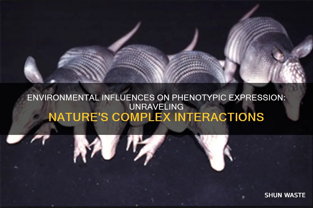 Environmental Influences On Phenotypic Expression: Unraveling Nature's ...