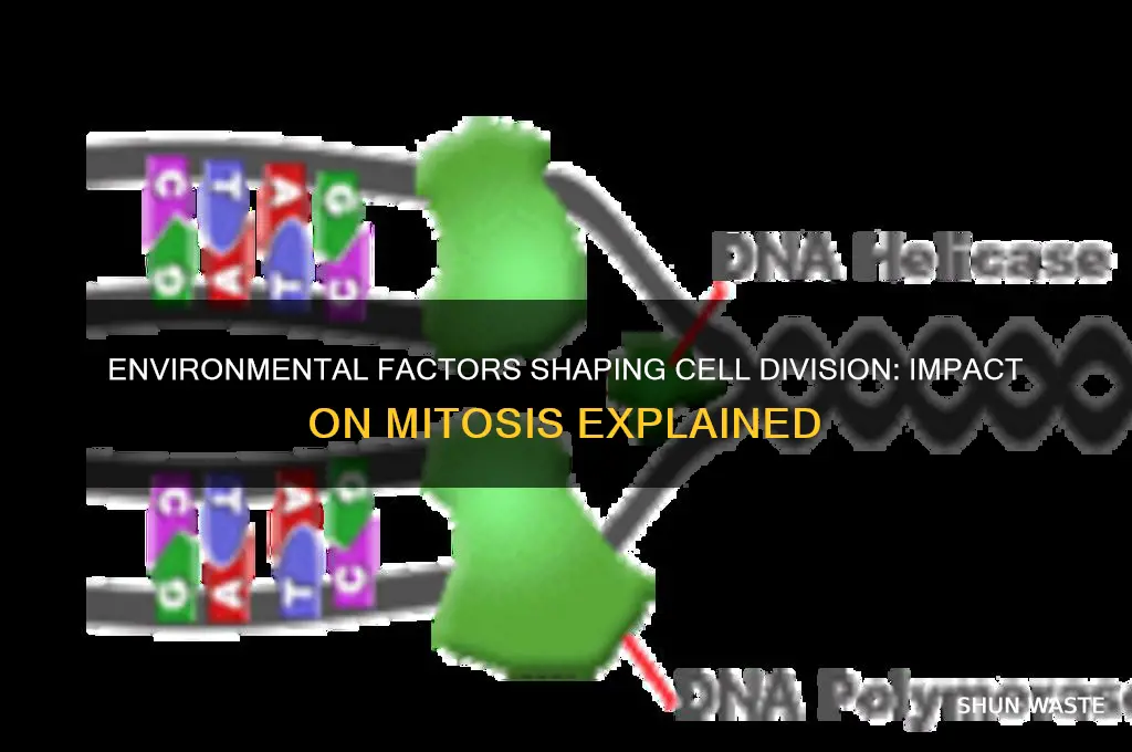 Environmental Factors Shaping Cell Division: Impact On Mitosis ...