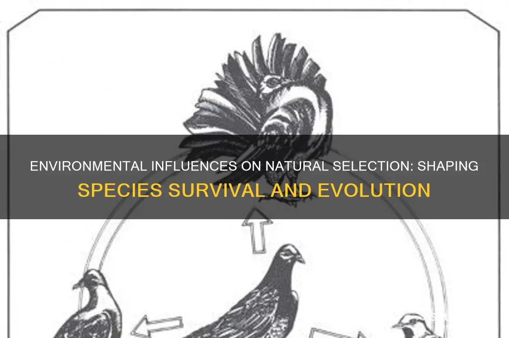 Environmental Influences On Natural Selection: Shaping Species Survival ...