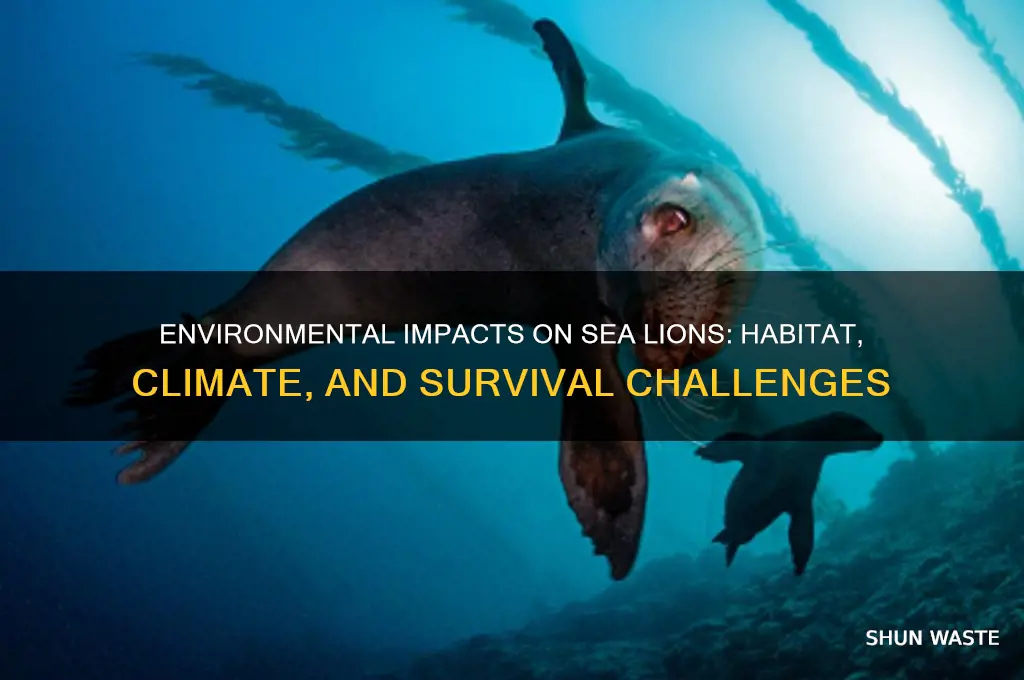 Environmental Impacts On Sea Lions: Habitat, Climate, And Survival ...