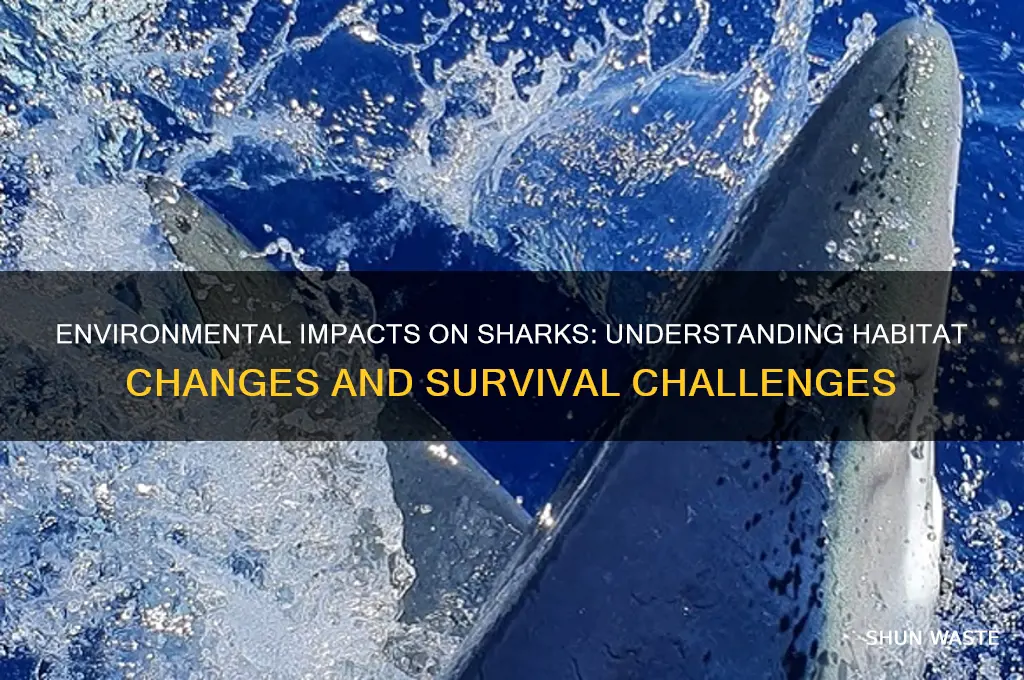 Environmental Impacts On Sharks: Understanding Habitat Changes And ...