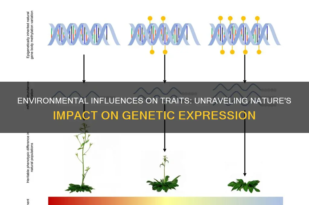 Environmental Influences On Traits: Unraveling Nature's Impact On ...