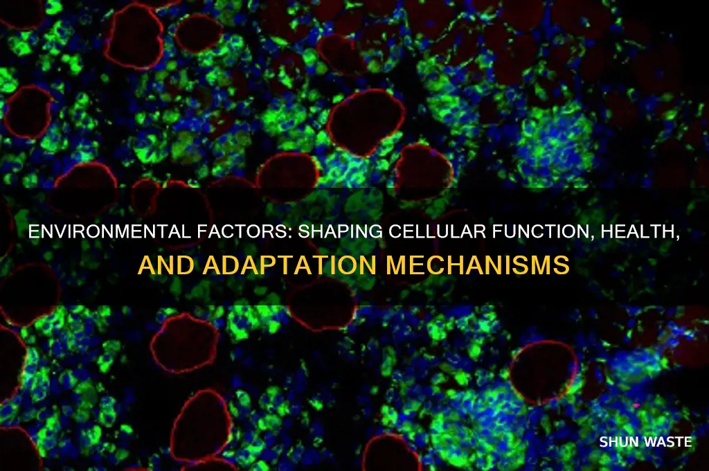 Environmental Factors: Shaping Cellular Function, Health, And ...