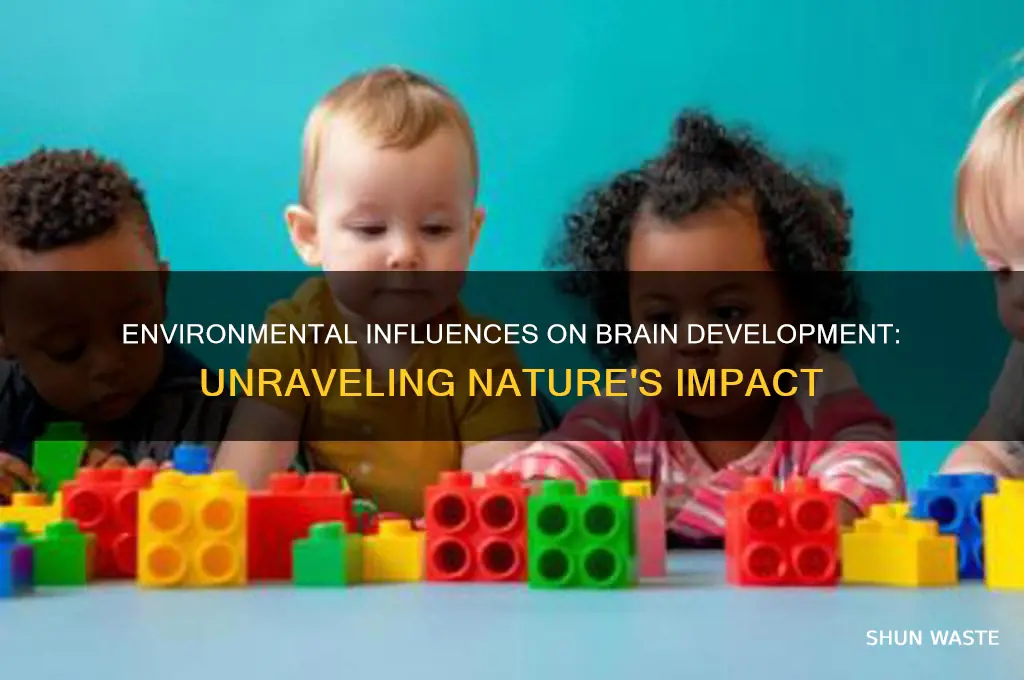 Environmental Influences On Brain Development: Unraveling Nature's ...
