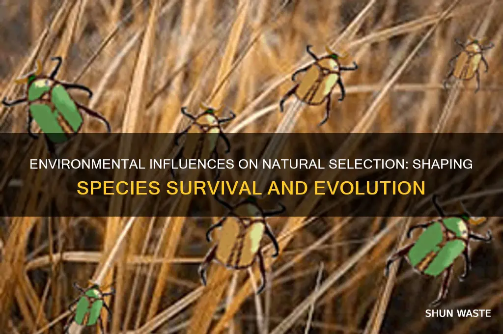 Environmental Influences On Natural Selection: Shaping Species Survival ...