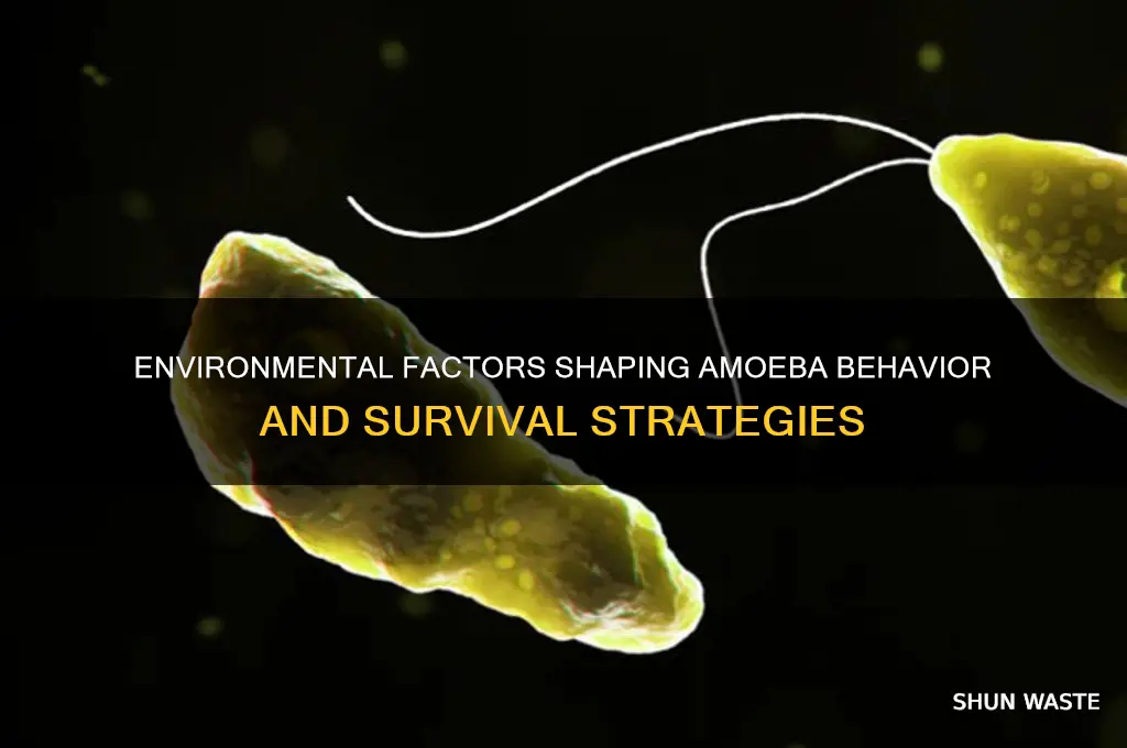 Environmental Factors Shaping Amoeba Behavior And Survival Strategies ...
