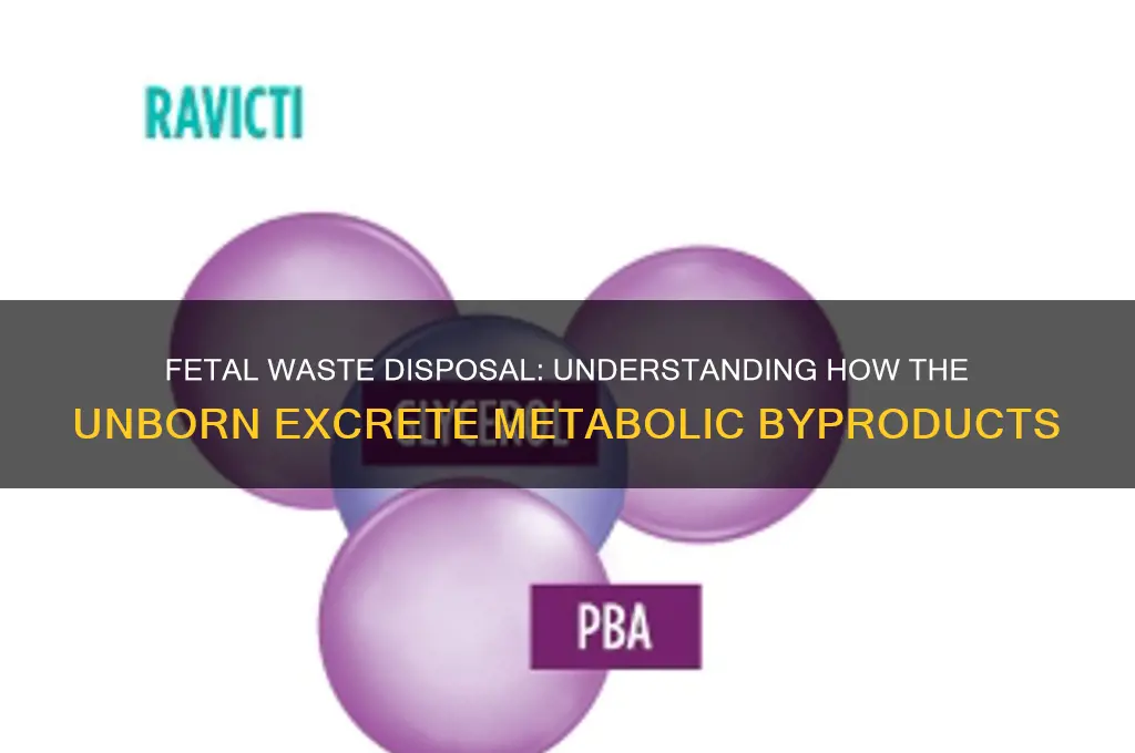 Fetal Waste Disposal: Understanding How The Unborn Excrete Metabolic ...