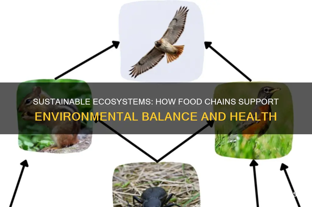 Sustainable Ecosystems: How Food Chains Support Environmental Balance ...