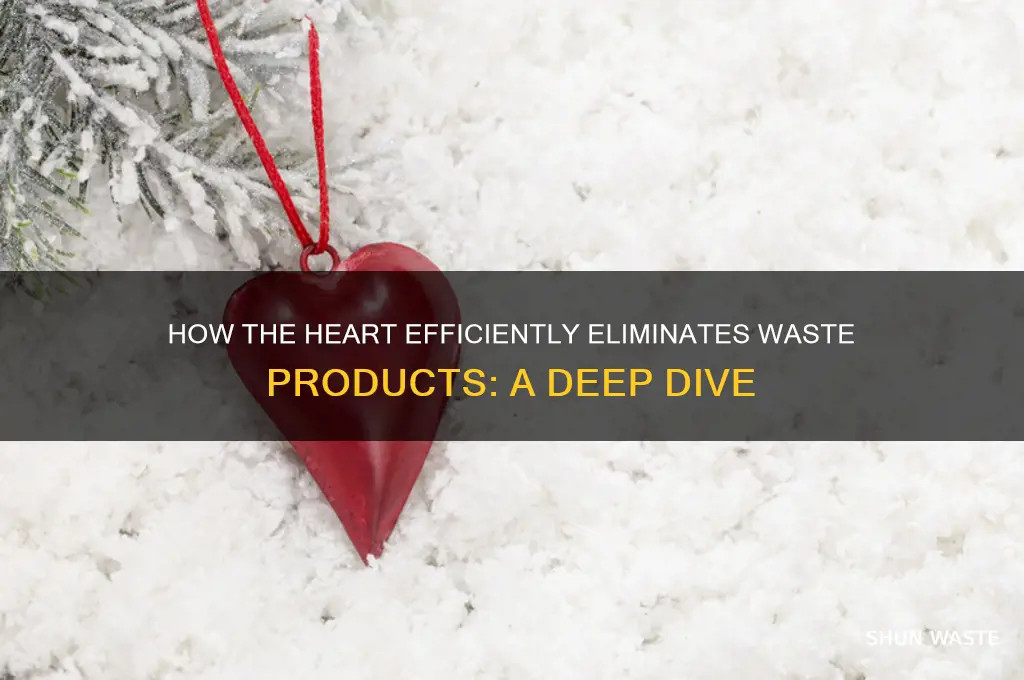 How The Heart Efficiently Eliminates Waste Products: A Deep Dive ...