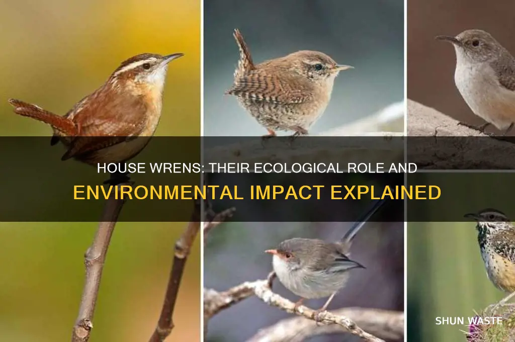 House Wrens: Their Ecological Role And Environmental Impact Explained ...