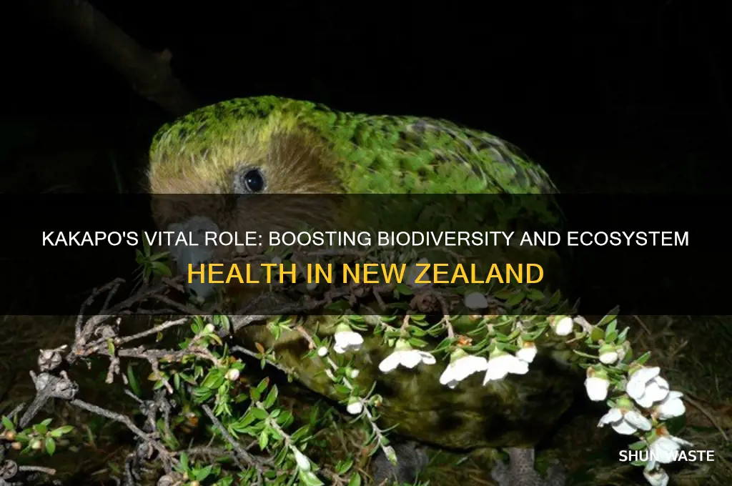 Kakapo's Vital Role: Boosting Biodiversity And Ecosystem Health In New ...