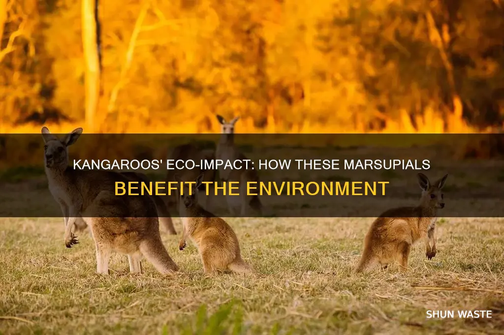 Kangaroos' Eco-Impact: How These Marsupials Benefit The Environment ...