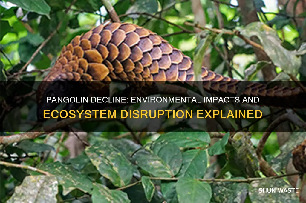 Pangolin Decline: Environmental Impacts And Ecosystem Disruption ...