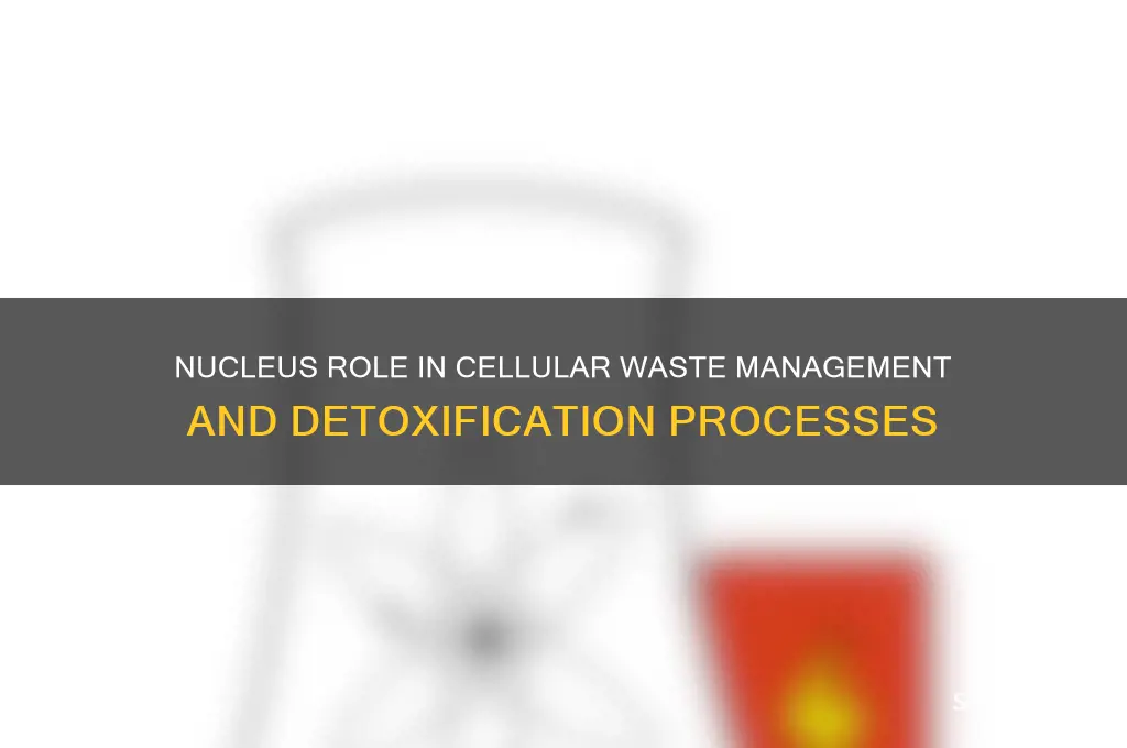 Nucleus Role In Cellular Waste Management And Detoxification Processes ...