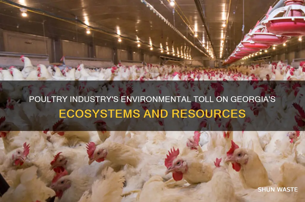 Poultry Industry's Environmental Toll On Georgia's Ecosystems And ...