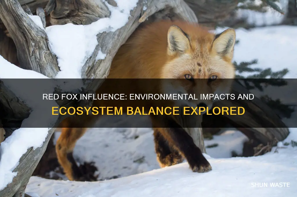 Red Fox Influence: Environmental Impacts And Ecosystem Balance Explored ...