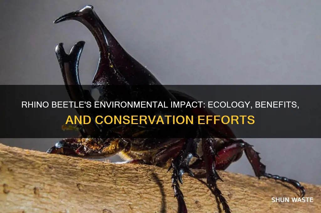 Rhino Beetle's Environmental Impact: Ecology, Benefits, And ...