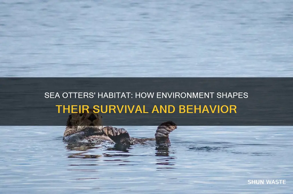 Sea Otters' Habitat: How Environment Shapes Their Survival And Behavior ...