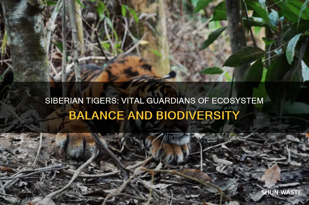 Siberian Tigers: Vital Guardians Of Ecosystem Balance And Biodiversity ...