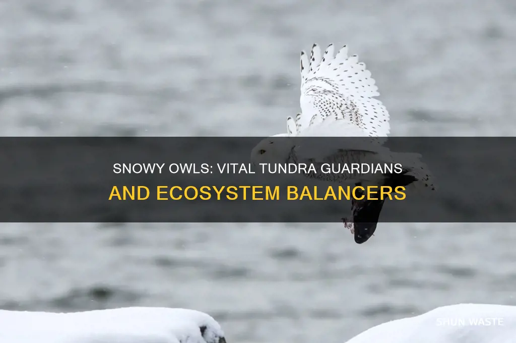 Snowy Owls: Vital Tundra Guardians And Ecosystem Balancers | ShunWaste