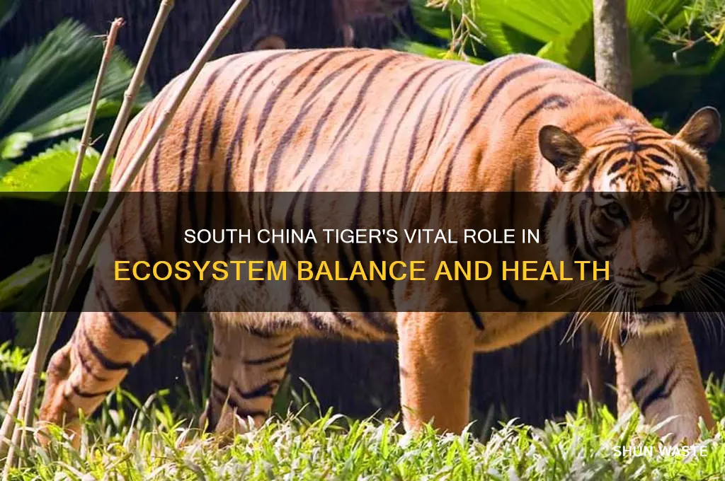 South China Tiger's Vital Role In Ecosystem Balance And Health | ShunWaste
