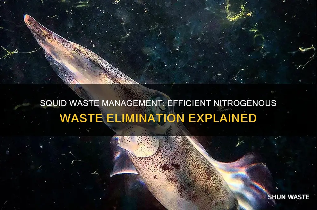 Squid Waste Management: Efficient Nitrogenous Waste Elimination ...