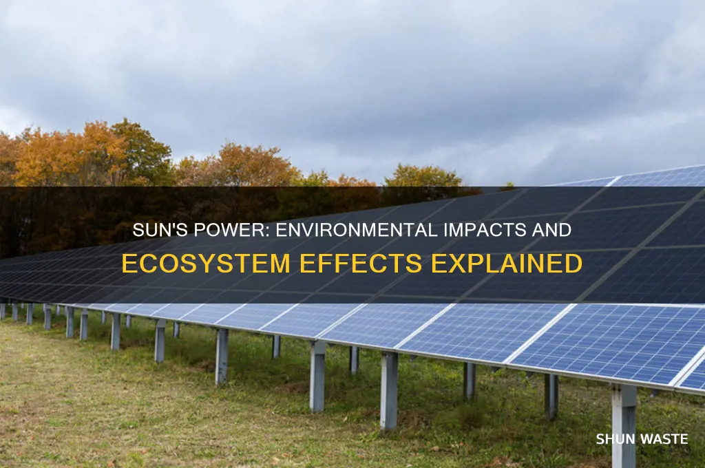 Sun's Power: Environmental Impacts And Ecosystem Effects Explained ...