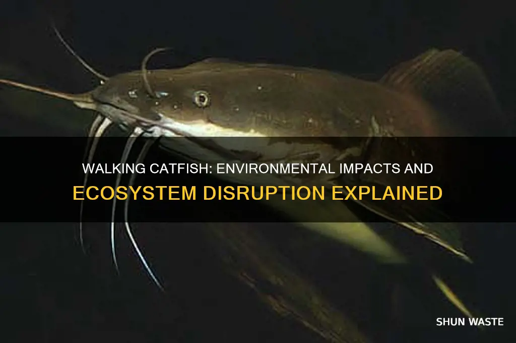 Walking Catfish: Environmental Impacts And Ecosystem Disruption ...