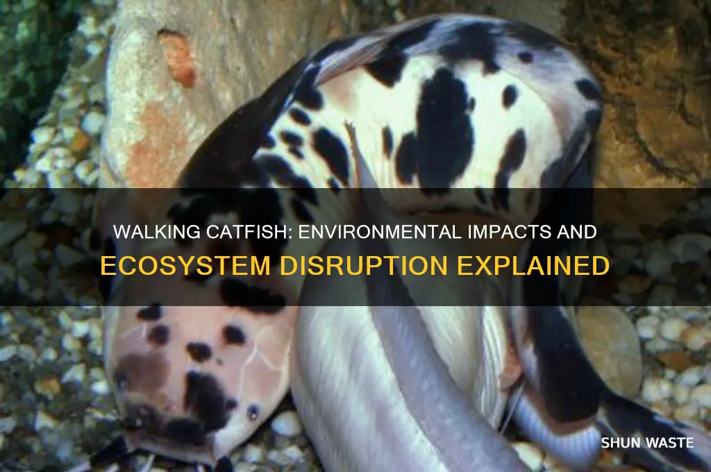 Walking Catfish: Environmental Impacts And Ecosystem Disruption ...