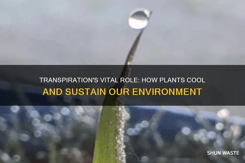 Transpiration's Vital Role: How Plants Cool And Sustain Our Environment ...