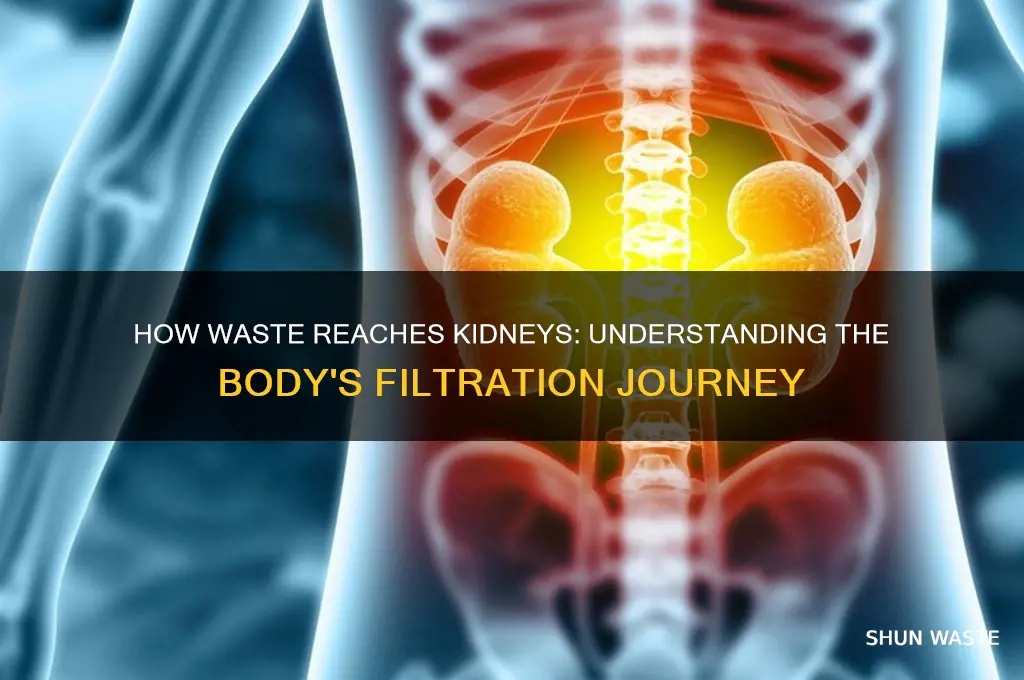 How Waste Reaches Kidneys: Understanding The Body's Filtration Journey ...