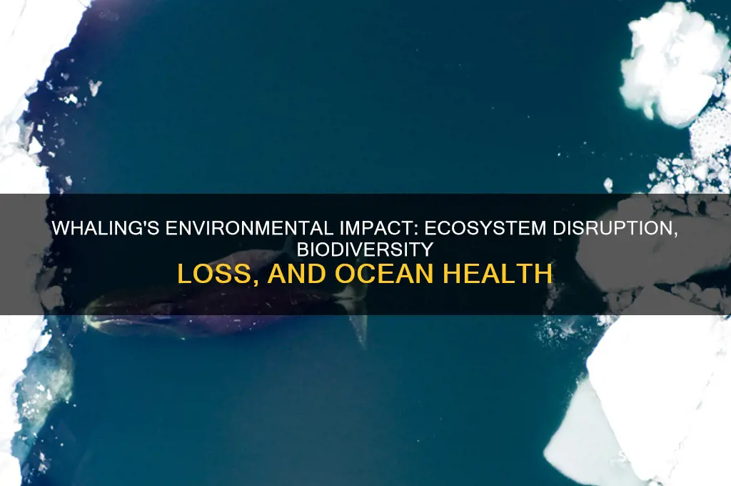 Whaling's Environmental Impact: Ecosystem Disruption, Biodiversity Loss ...