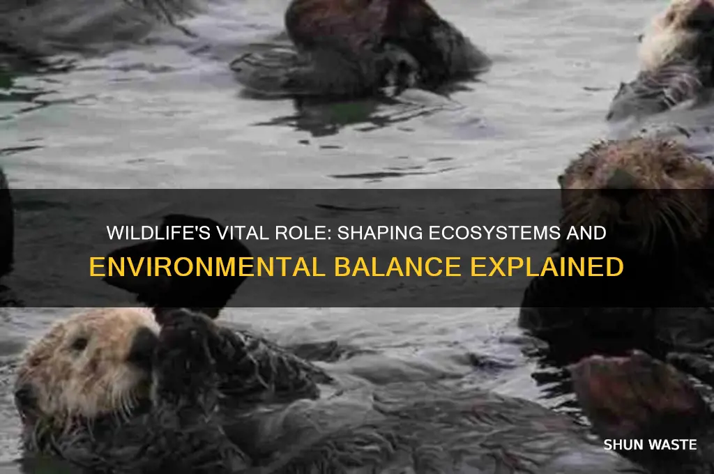 Wildlife's Vital Role: Shaping Ecosystems And Environmental Balance ...