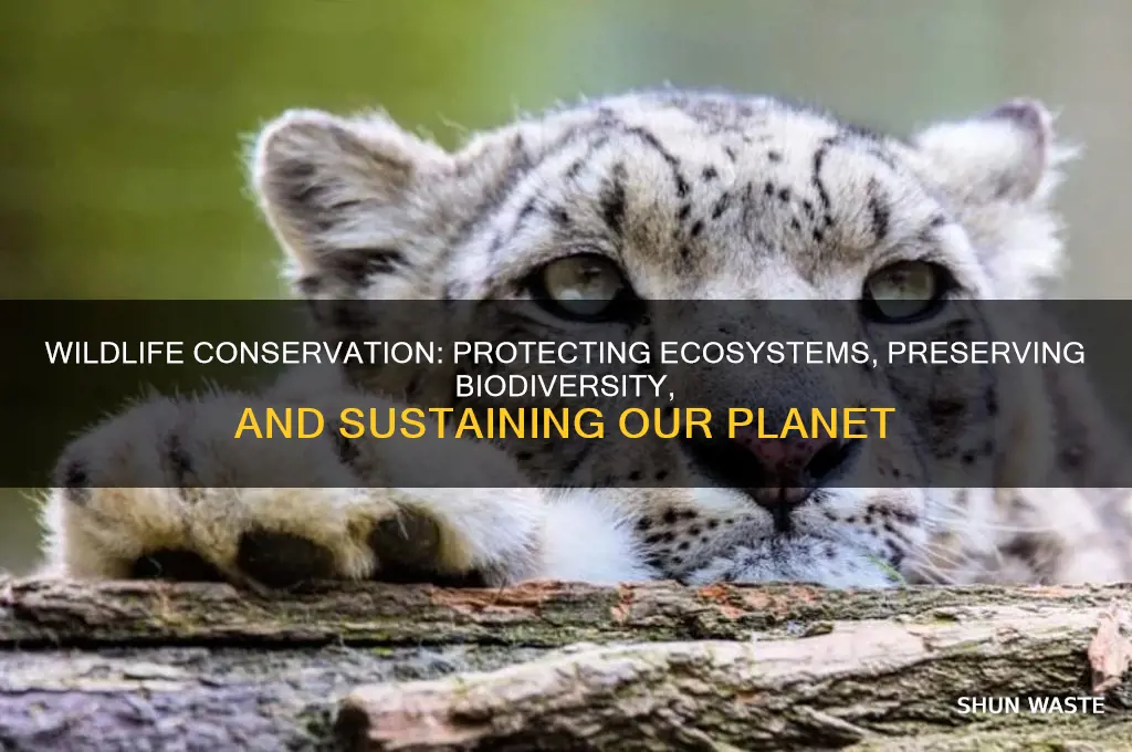 Wildlife Conservation: Protecting Ecosystems, Preserving Biodiversity ...