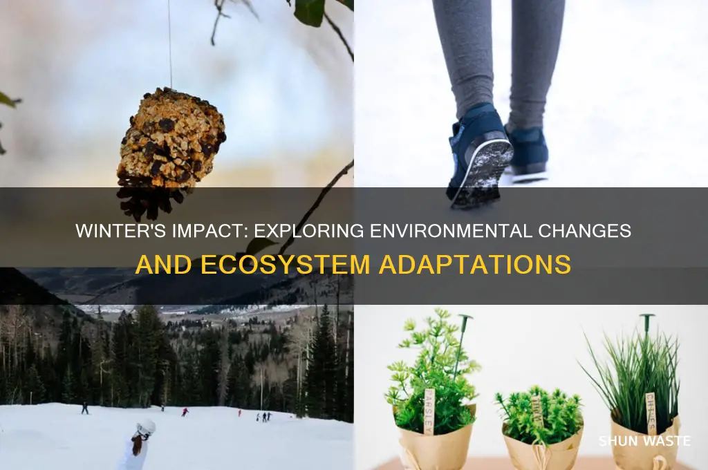 Winter's Impact: Exploring Environmental Changes And Ecosystem ...