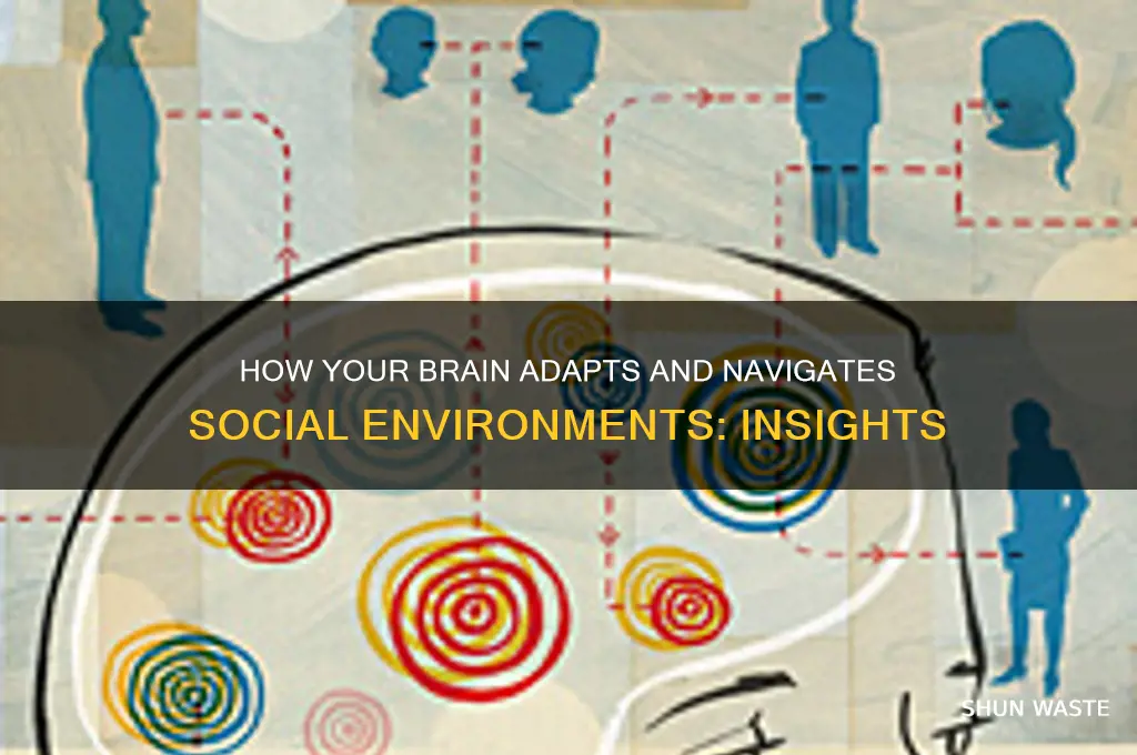How Your Brain Adapts And Navigates Social Environments: Insights ...
